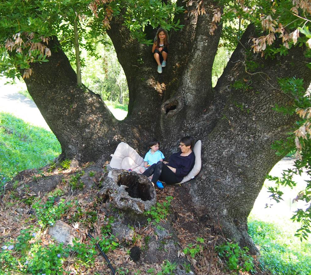 Current Events: Losing the “Mother Tree” – The Napa Redwoods